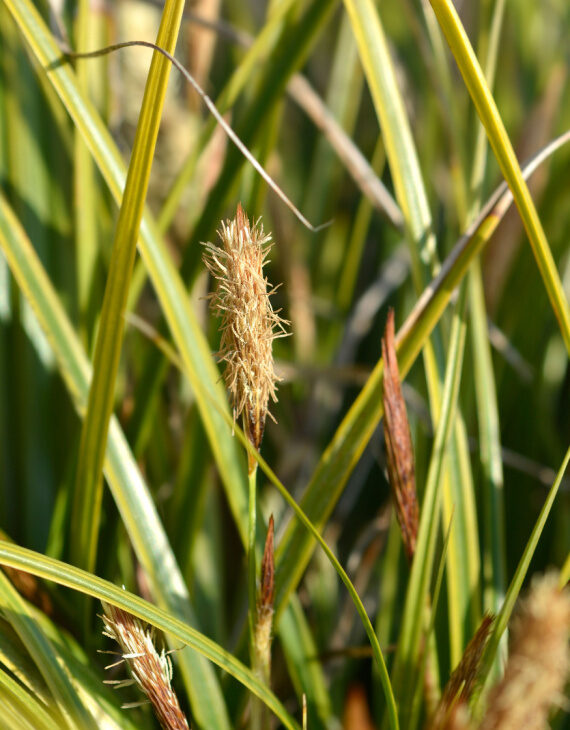 Carex oshimensis Everlime ® - Laîche d'Oshima - Plantes-et-Cie - Citron