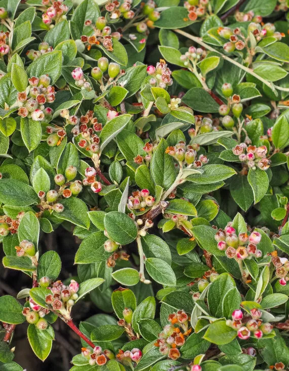 Cotoneaster franchetii – Cotonéastre de Franchet - Plantes-et-Cie ...