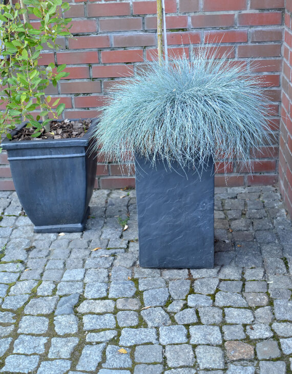 Festuca glauca Intense Blue ® - Fétuque bleue - Plantes-et-Cie ...