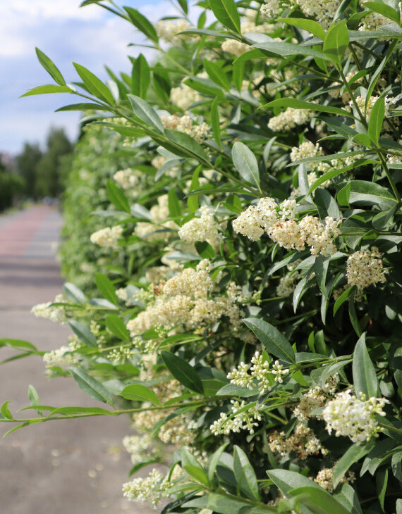 Ligustrum vulgare - Troène commun - Plantes-et-Cie - Arbuste facile ...