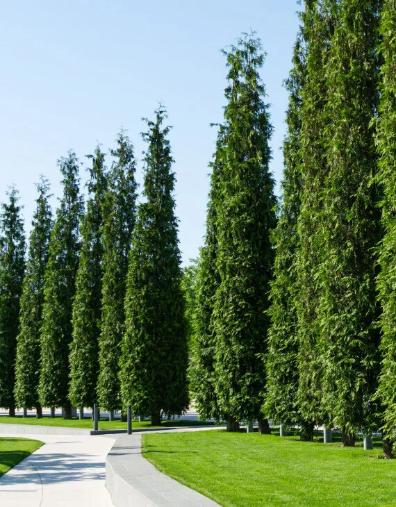 Thuja plicata Atrovirens - Thuya géant - Plantes-et-Cie - Thuya pour ...