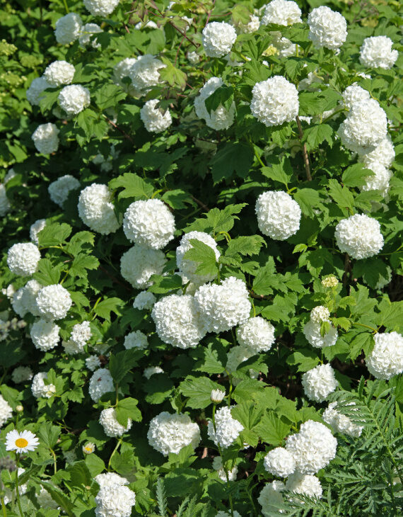 Viburnum opulus - Viorne obier - Plantes-et-Cie - Arbuste boule de neige