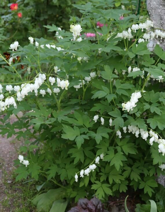 Dicentra spectabilis Alba – Cœur de Marie blanc - Plantes-et-Cie ...