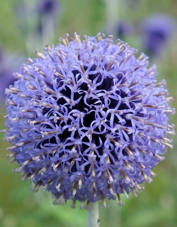 Echinops ritro Veitch Blue – Boule azurée - Plantes-et-Cie - Couvre-sol