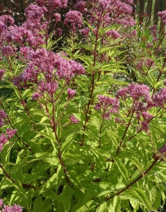 Eupatorium purpureum – Eupatoire pourpre de Virginie - Plantes-et-Cie