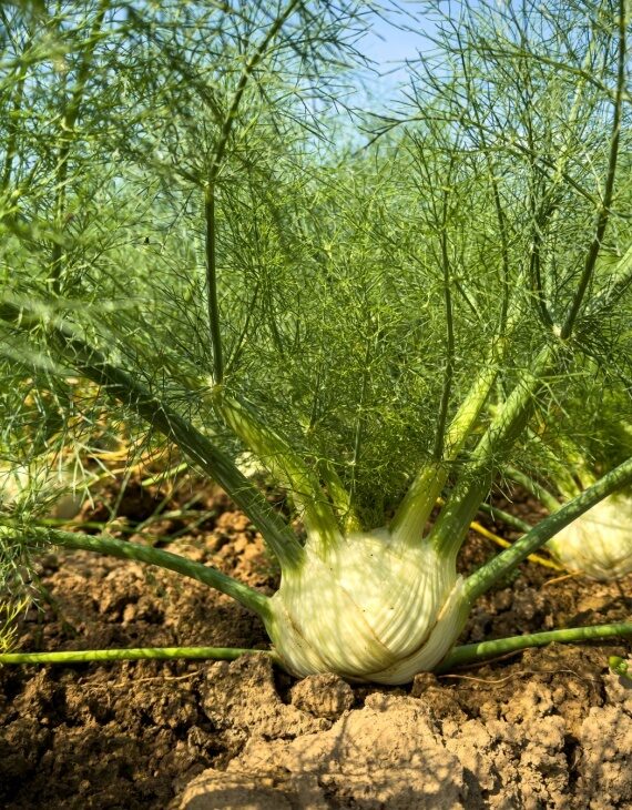 Foeniculum vulgare – Fenouil commun - Plantes-et-Cie - Plante vivace ...