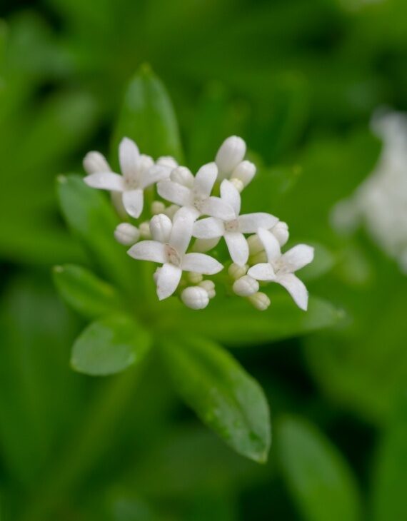 Galium odoratum – Aspérule odorante - Plantes-et-Cie - Couvre-sol ...