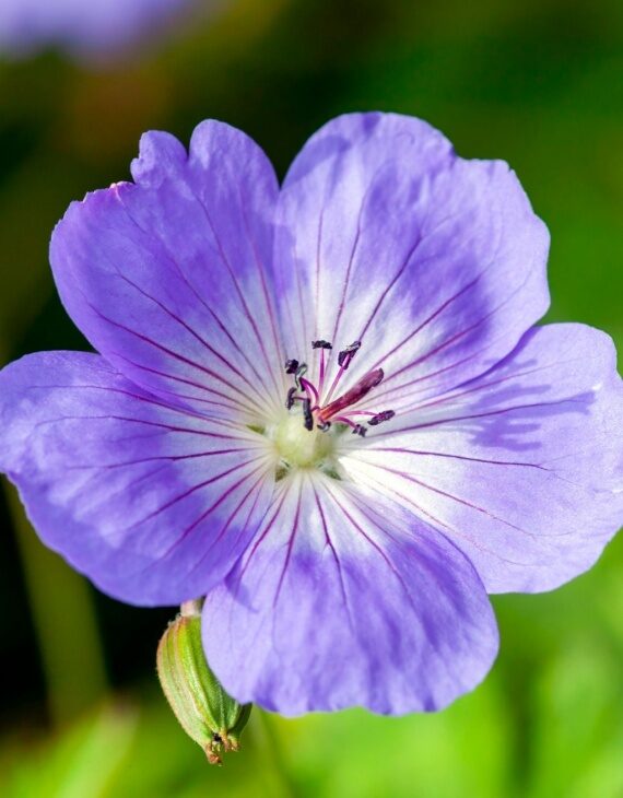 Geranium Gerwat Rozanne – Géranium vivace - Plantes-et-Cie - Couvre-sol ...