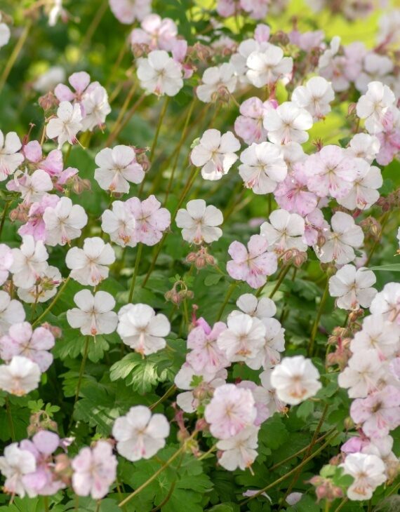 Geranium cantabrigiense Biokovo – Géranium vivace - Plantes-et-Cie ...