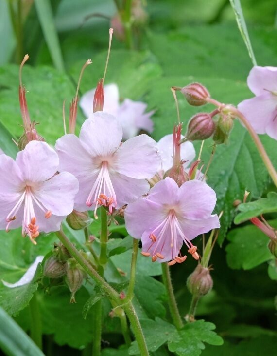 Geranium macrorrhizum Ingwersen Variety – Géranium à gros rhizome ...