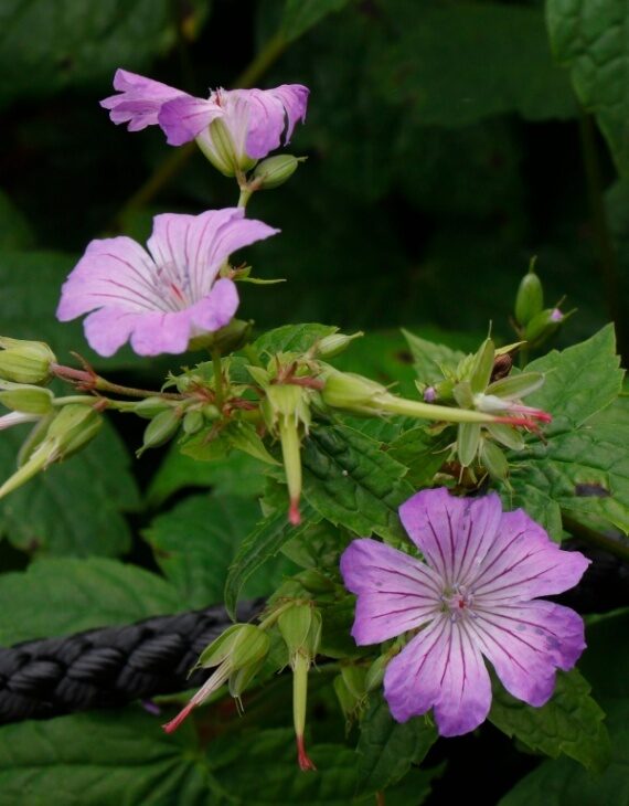 Geranium nodosum – Géranium noueux - Plantes-et-Cie - Couvre-sol florifère