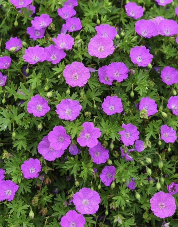 Geranium sanguineum – Géranium sanguin - Plantes-et-Cie - Couvre-sol ...