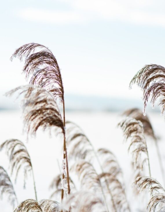 Phragmites australis – Roseau commun - Plantes-et-Cie - Roseau des marais