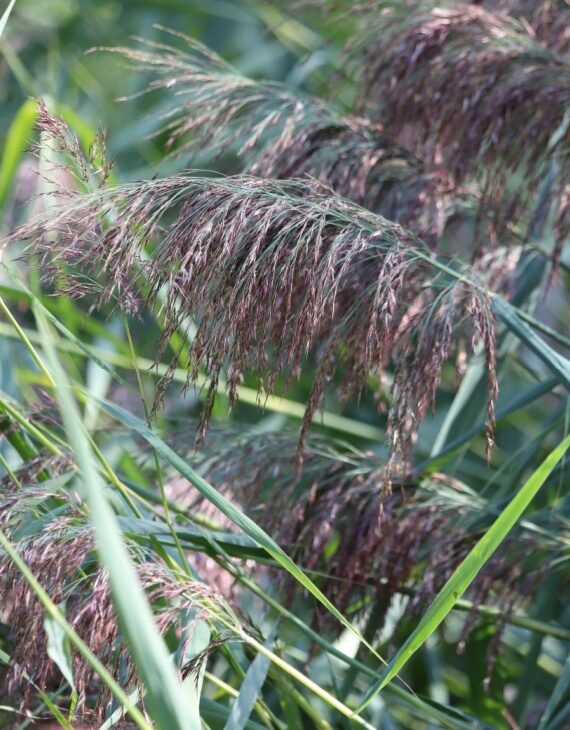 Phragmites australis – Roseau commun - Plantes-et-Cie - Roseau des marais