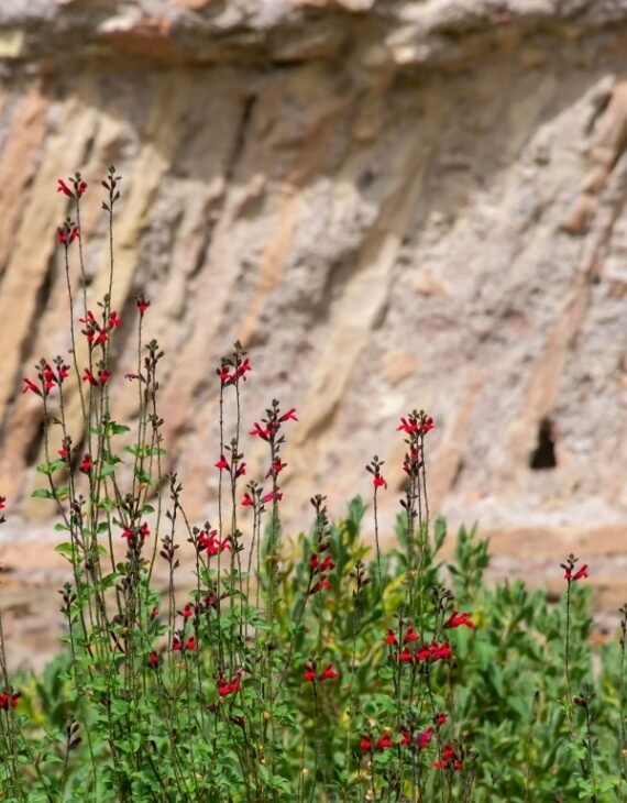 Salvia microphylla Royal Bumble – Sauge Royal Bumble - Plantes-et-Cie