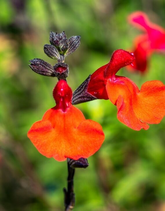 Salvia microphylla Royal Bumble – Sauge Royal Bumble - Plantes-et-Cie