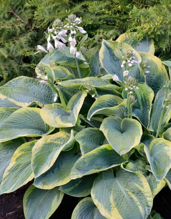 Hosta sieboldiana Frances Williams – Hosta Frances Williams - Plantes ...