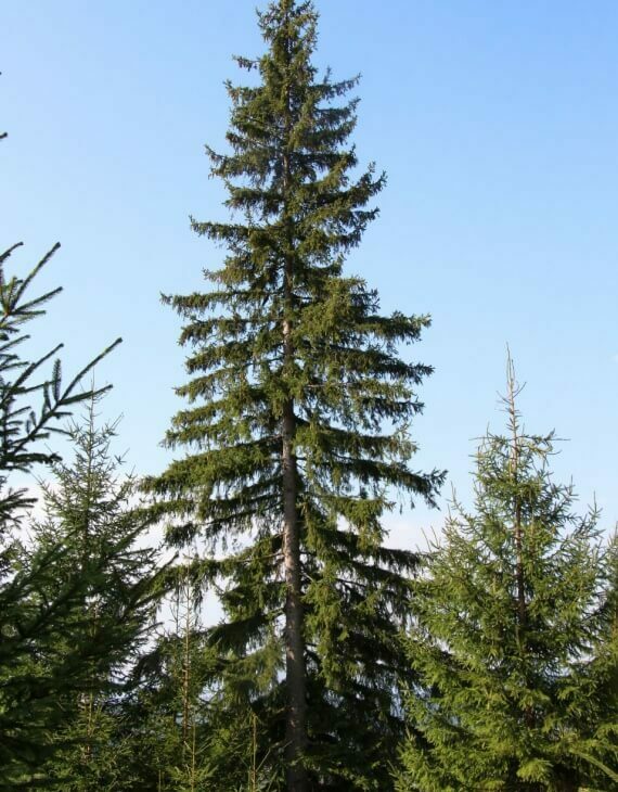 Épicéa commun – Picea abies - Plantes-et-Cie - Sapin de Noël Epicea ...